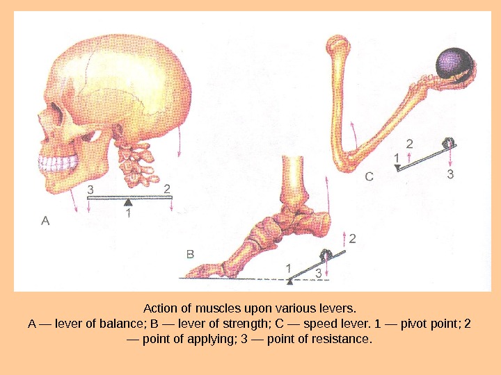 Theme : Concept about connections of bones.