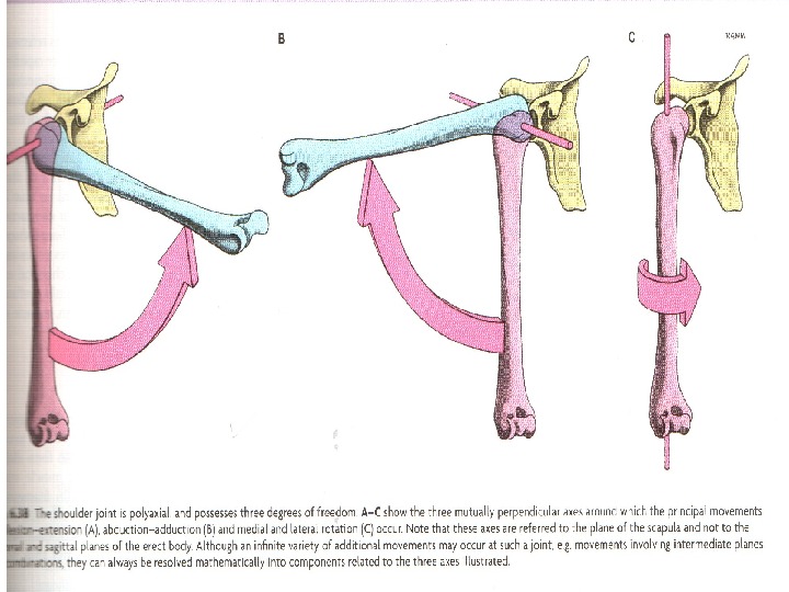 Theme : Concept about connections of bones.