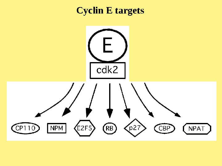 Cell cycle control Cell cycle Cyclin