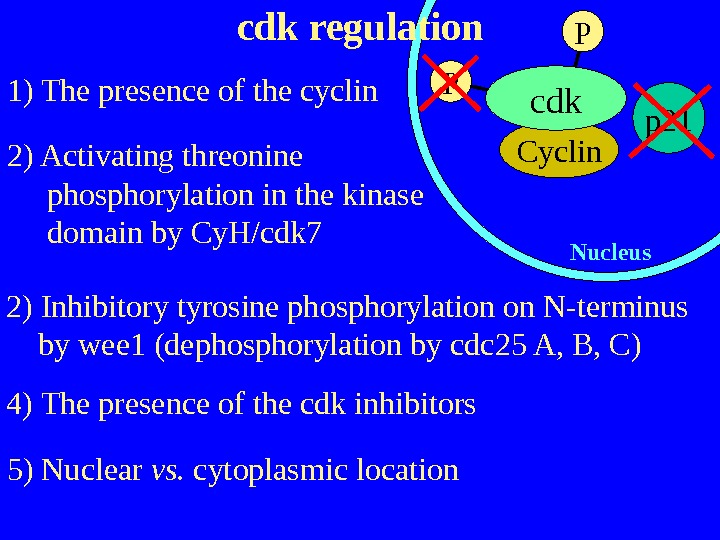 Cell cycle control Cell cycle Cyclin