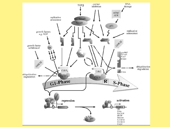 Cell cycle control Cell cycle Cyclin