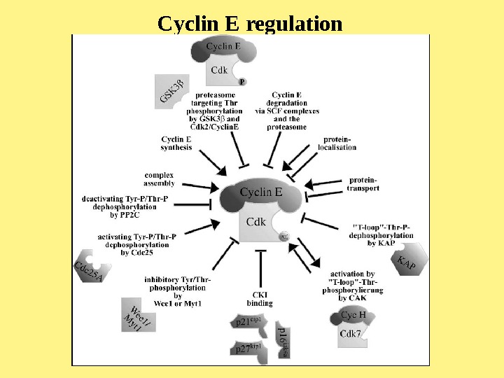 Cell cycle control Cell cycle Cyclin