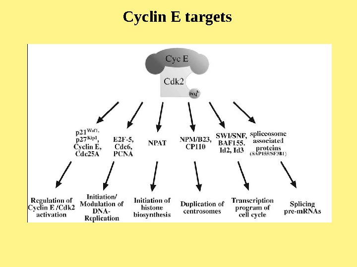Cell cycle control Cell cycle Cyclin