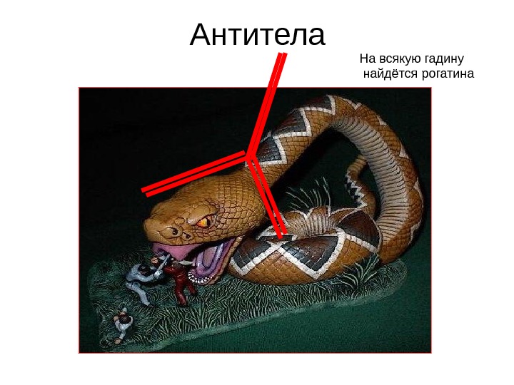 Презентация Антитела-ФЛ