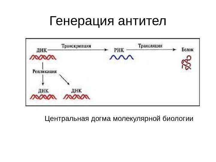 Презентация Антитела-ФЛ