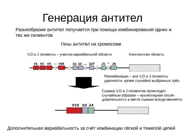 Презентация Антитела-ФЛ