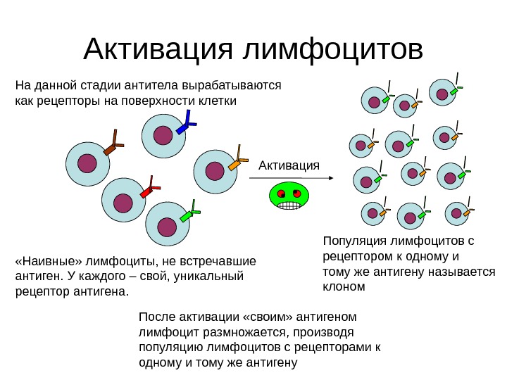 Презентация Антитела-ФЛ
