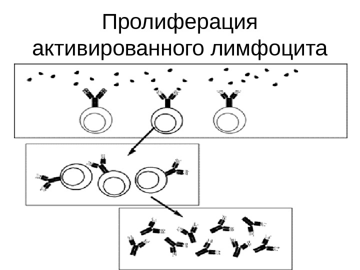 Презентация Антитела-ФЛ