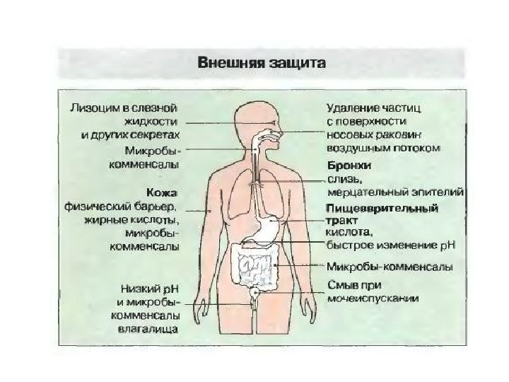 Презентация Антитела-ФЛ