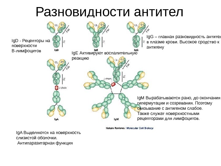 Презентация Антитела-ФЛ