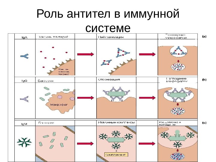 Презентация Антитела-ФЛ