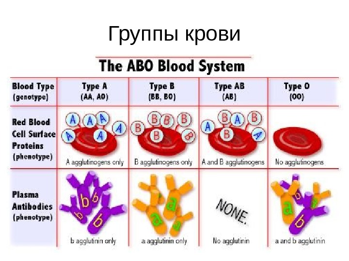Презентация Антитела-ФЛ