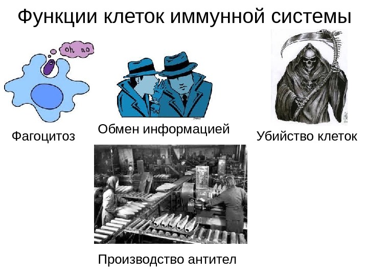 Презентация Антитела-ФЛ