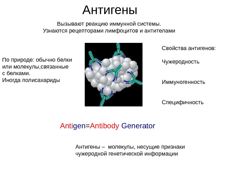 Презентация Антитела-ФЛ