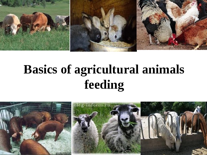 Basics of agricultural animals feeding VOCABULARY
