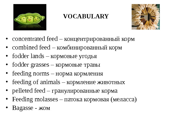 Basics of agricultural animals feeding VOCABULARY