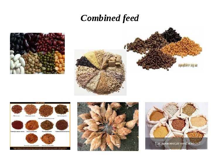 Basics of agricultural animals feeding VOCABULARY