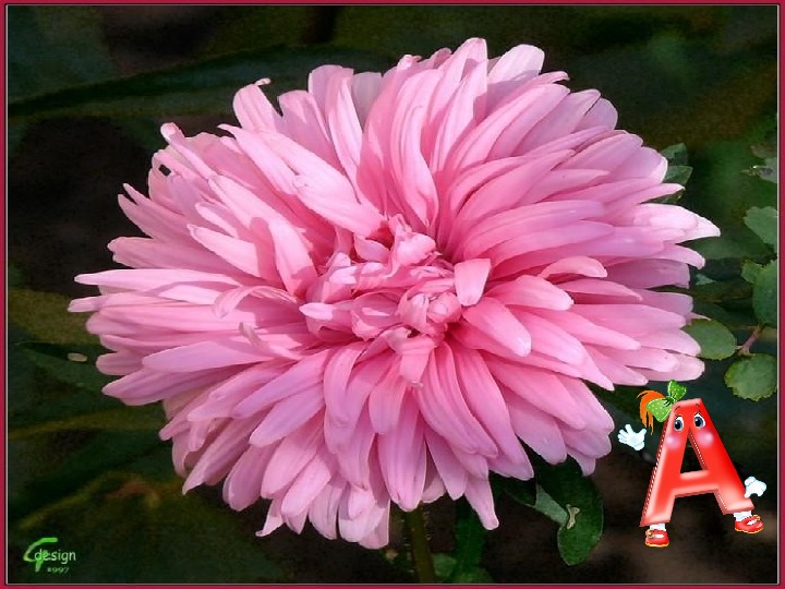 Презентация буква а