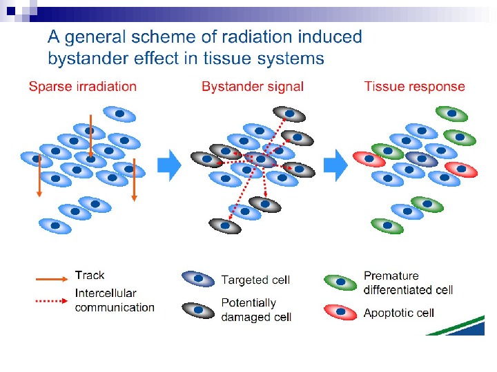 BYSTANDER EFFECT The bystander effect refers