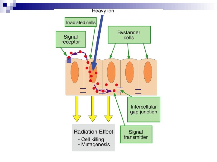 BYSTANDER EFFECT The bystander effect refers