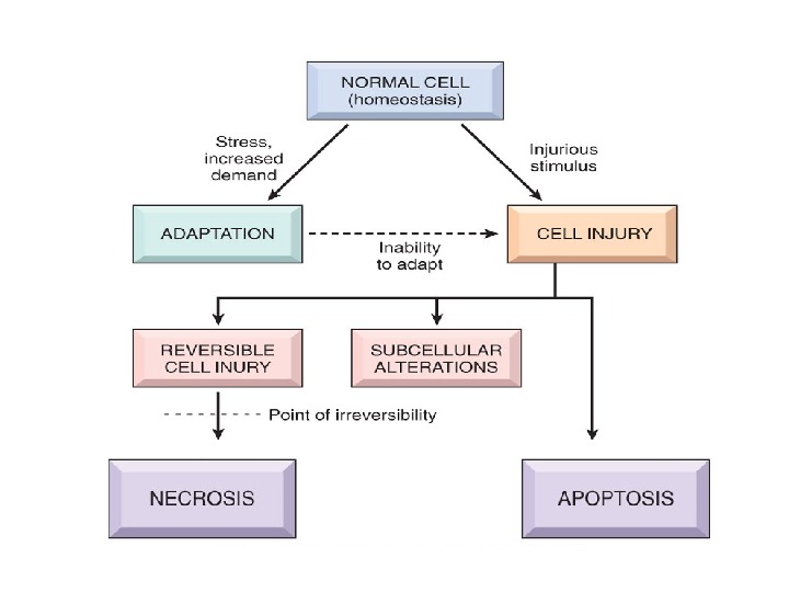 Cell Injury, Cell Death, and Adaptations Cells