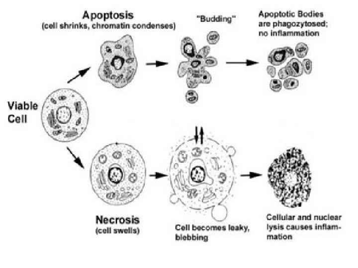 Cell Injury, Cell Death, and Adaptations Cells