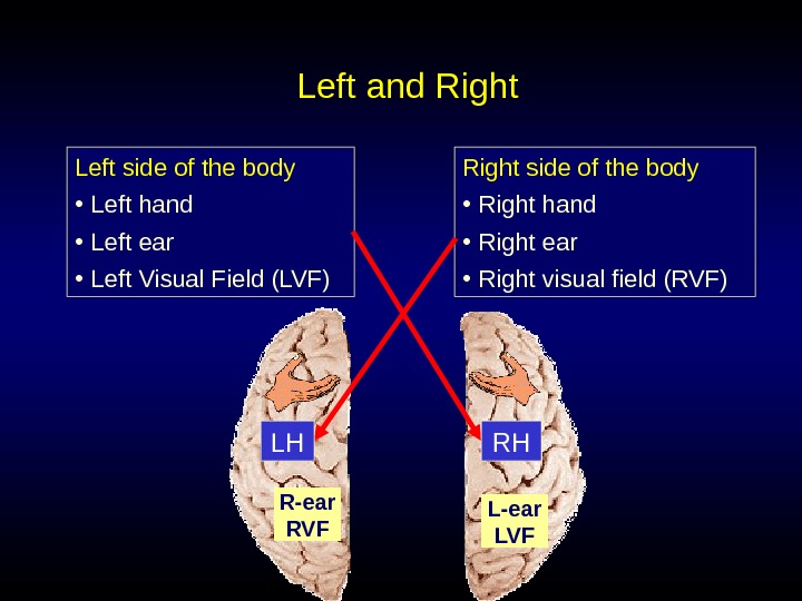 Cerebral asymmetry and the specific functions of the