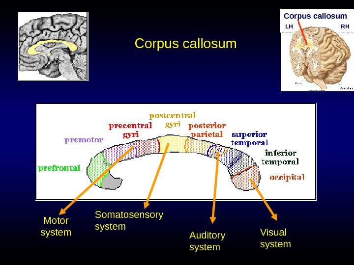 Cerebral asymmetry and the specific functions of the