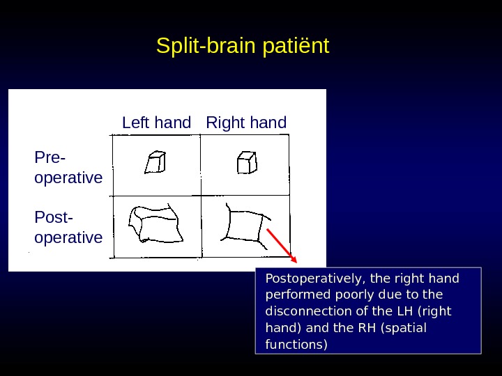 Cerebral asymmetry and the specific functions of the