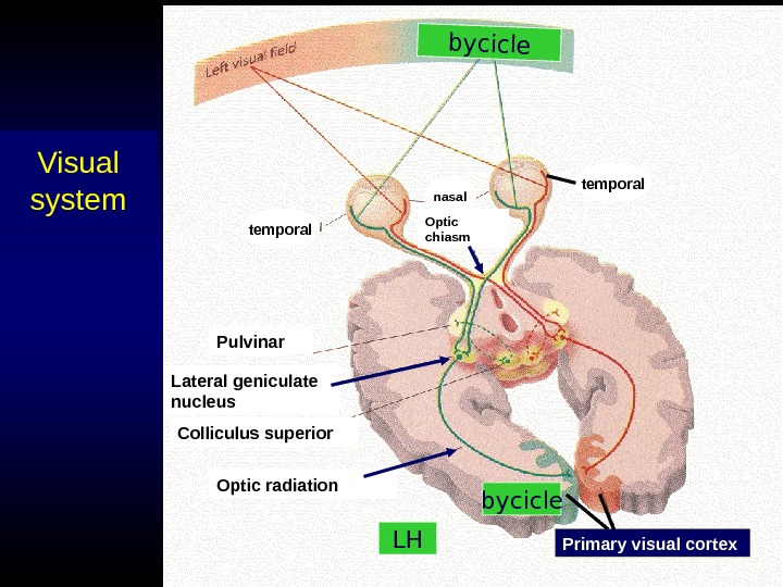 Cerebral asymmetry and the specific functions of the