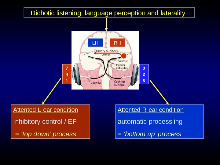 Cerebral asymmetry and the specific functions of the