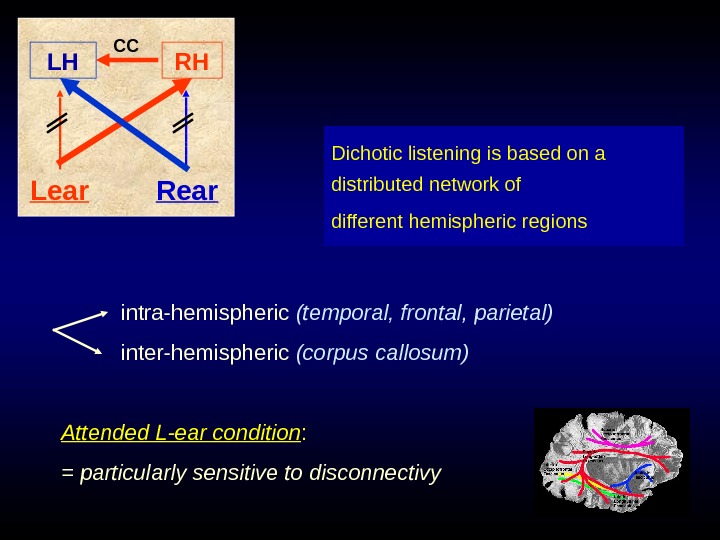 Cerebral asymmetry and the specific functions of the