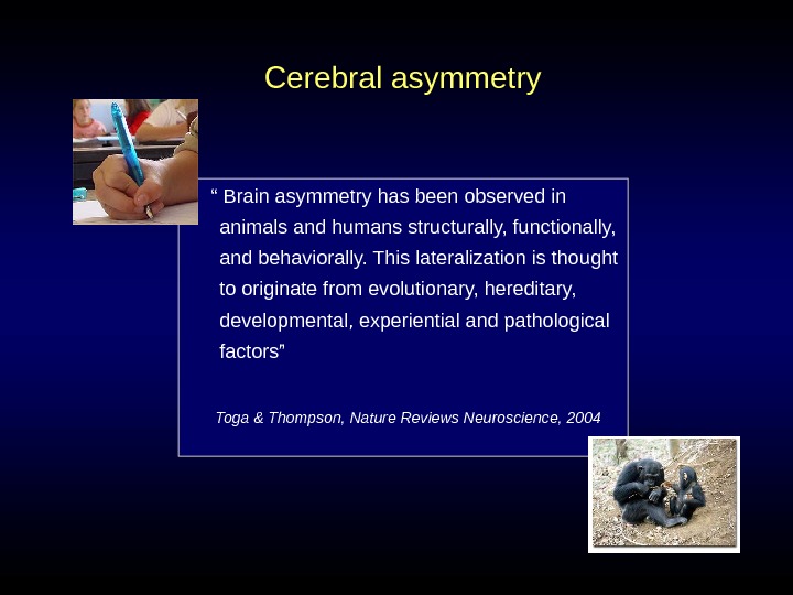 Cerebral asymmetry and the specific functions of the