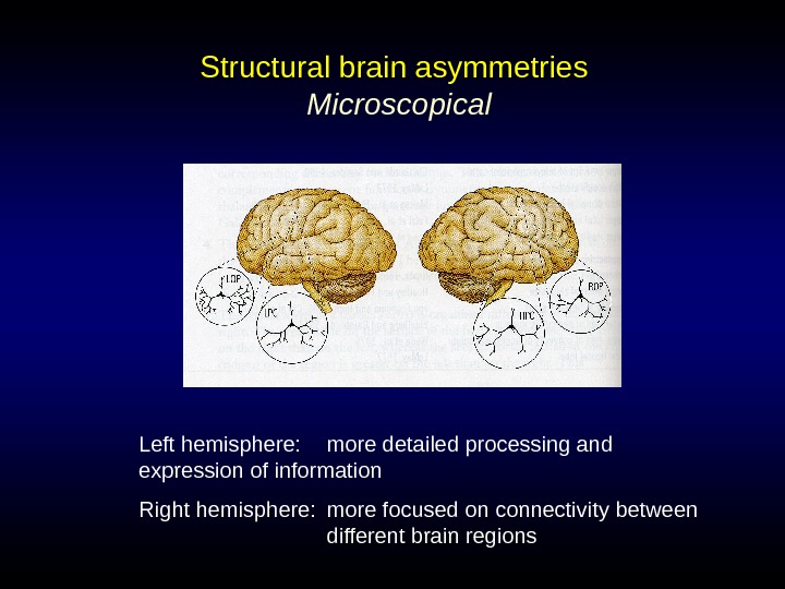Cerebral asymmetry and the specific functions of the