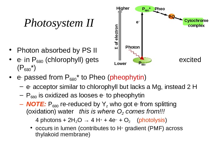 Chapter 7 Photosynthesis: The Light Reactions