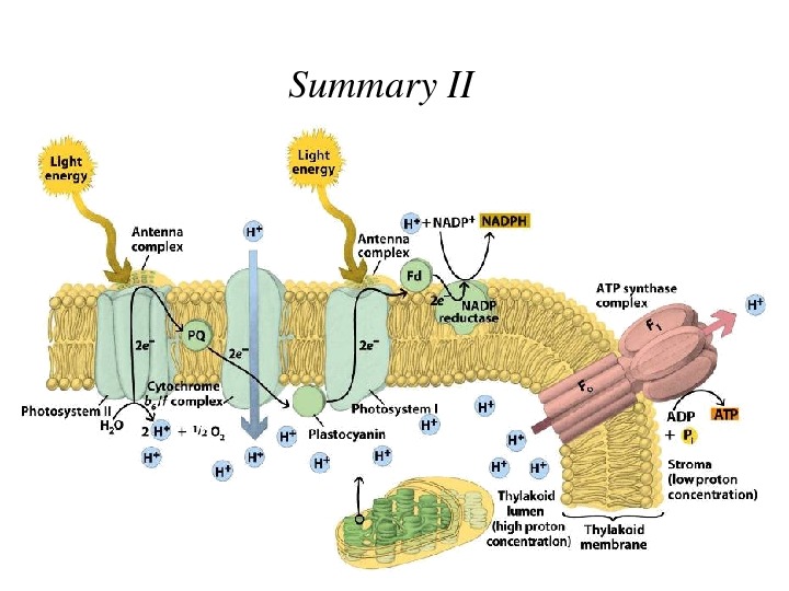 Chapter 7 Photosynthesis: The Light Reactions