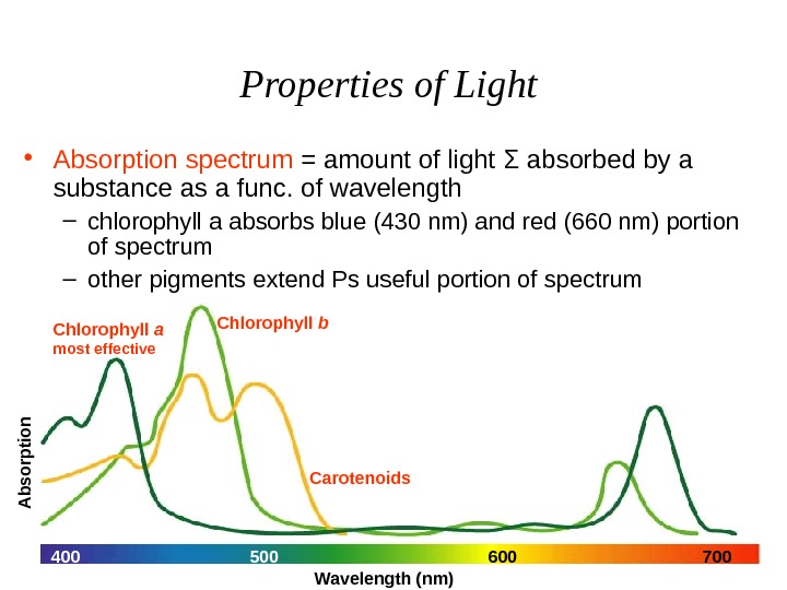 Chapter 7 Photosynthesis: The Light Reactions