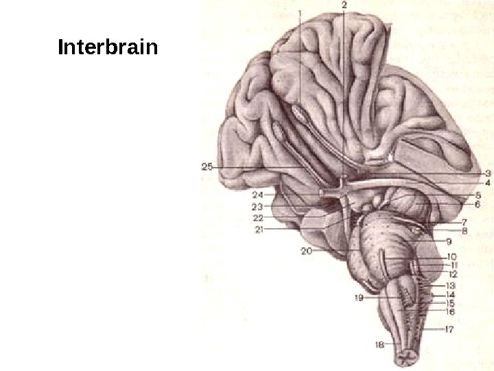 Endbrain Interbrain Midbrain Hindbrain Some types of