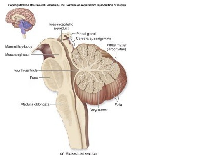 Endbrain Interbrain Midbrain Hindbrain Some types of