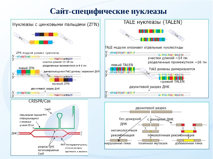 Презентация Дейнеко Генериум last