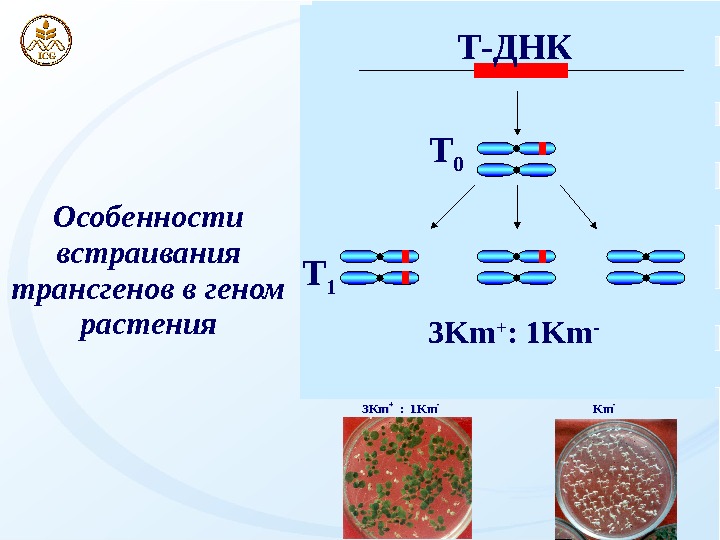 Презентация Дейнеко Генериум last