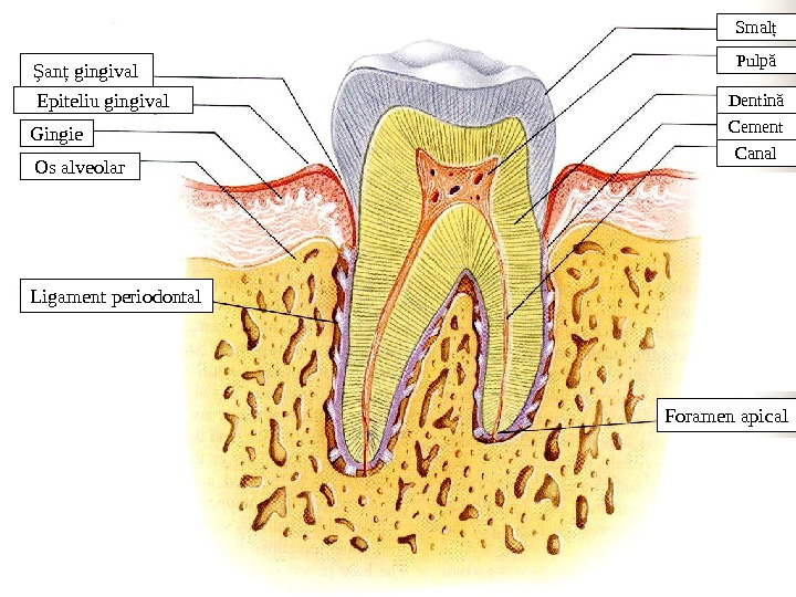 COROANA COLETUL RĂDĂCINA Ligament periodontal Os alveolar.
