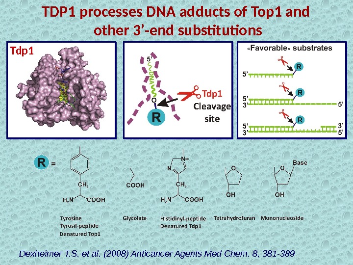 Human Tyrosyl-DNA Phosphodiesterase 1 : new activities and