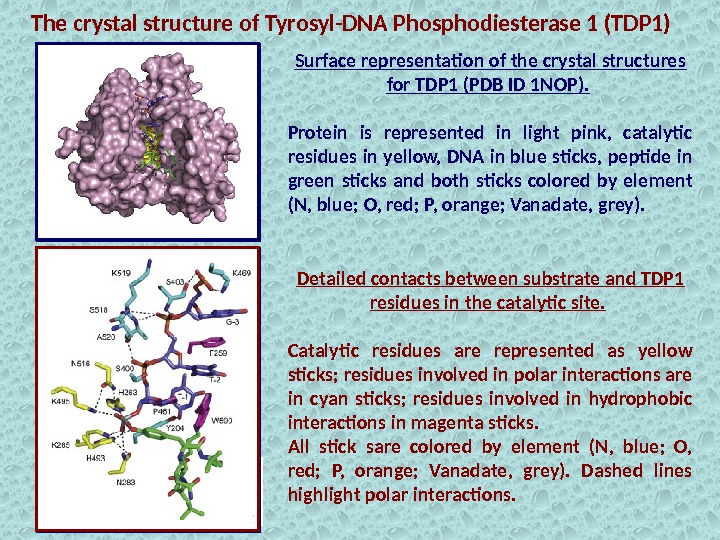 Human Tyrosyl-DNA Phosphodiesterase 1 : new activities and