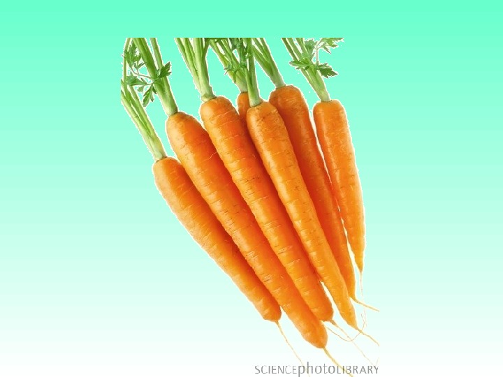 Презентация english ovoshi 1