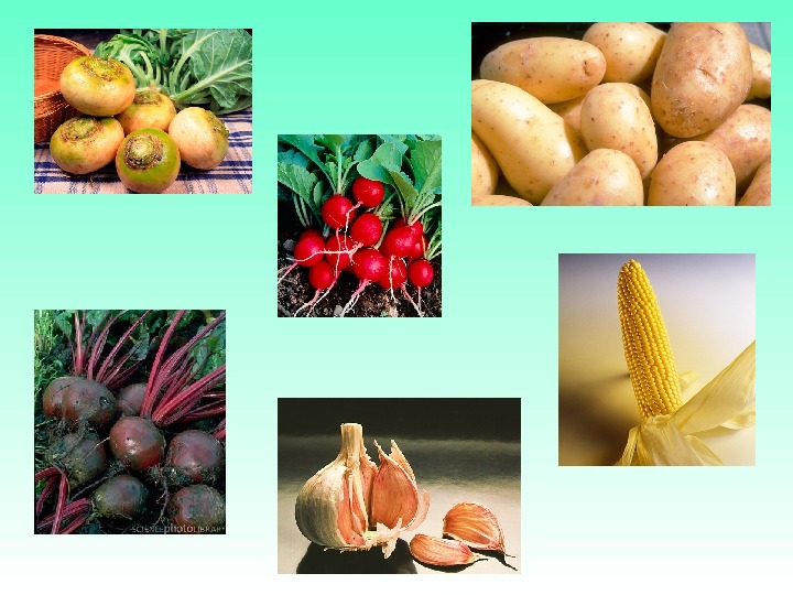 Презентация english ovoshi 2