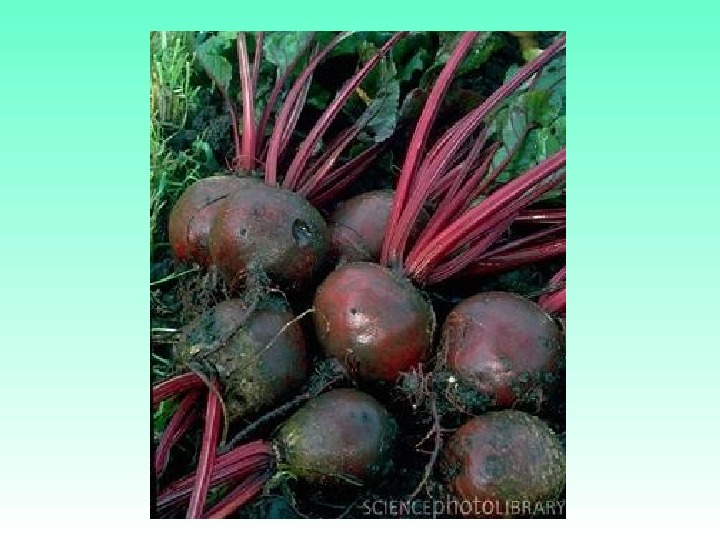 Презентация english ovoshi 2