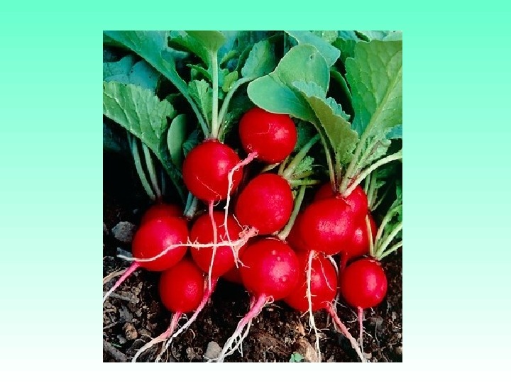 Презентация english ovoshi 2