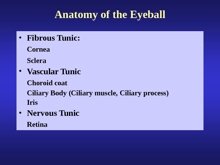 External Anatomy of the Eye Lacrimal Apparatus