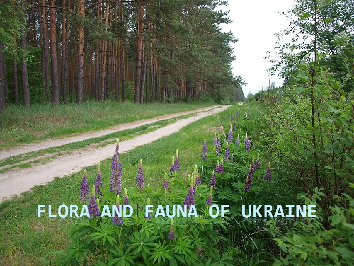 Flora Ukraine The territory of Ukraine is